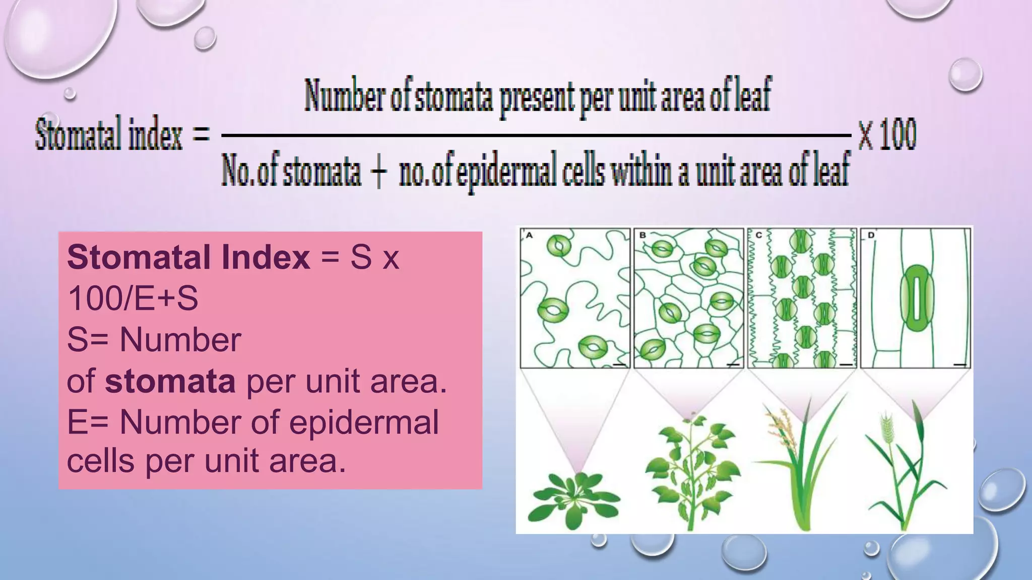 Stomatal frequency (Plant Development) | PPTX | Biological Sciences ...