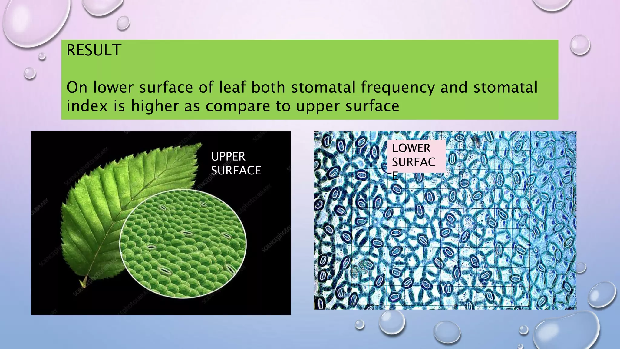 Stomatal frequency (Plant Development) | PPTX | Biological Sciences ...