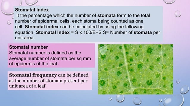 Stomatal frequency (Plant Development) | PPTX | Biological Sciences | Science