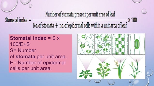 Stomatal frequency (Plant Development) | PPTX | Biological Sciences | Science