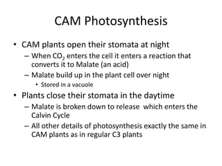 Stomatal function and cam photosynthesis | PPTX