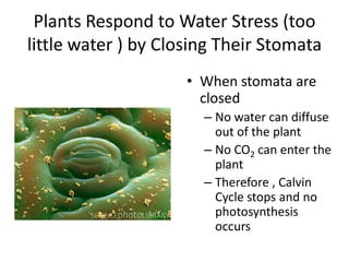 Stomatal function and cam photosynthesis | PPTX