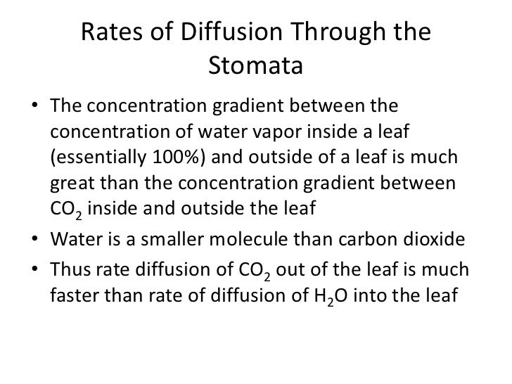 Stomatal function and CAM photosynthesis – PLANT STOMATA ENCYCLOPEDIA