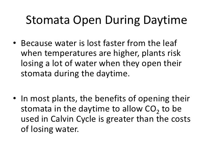 Stomatal function and CAM photosynthesis – PLANT STOMATA ENCYCLOPEDIA
