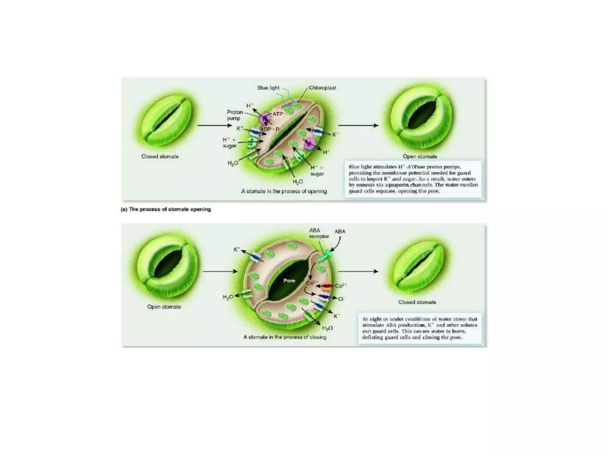 Stomatal movement | PPTX