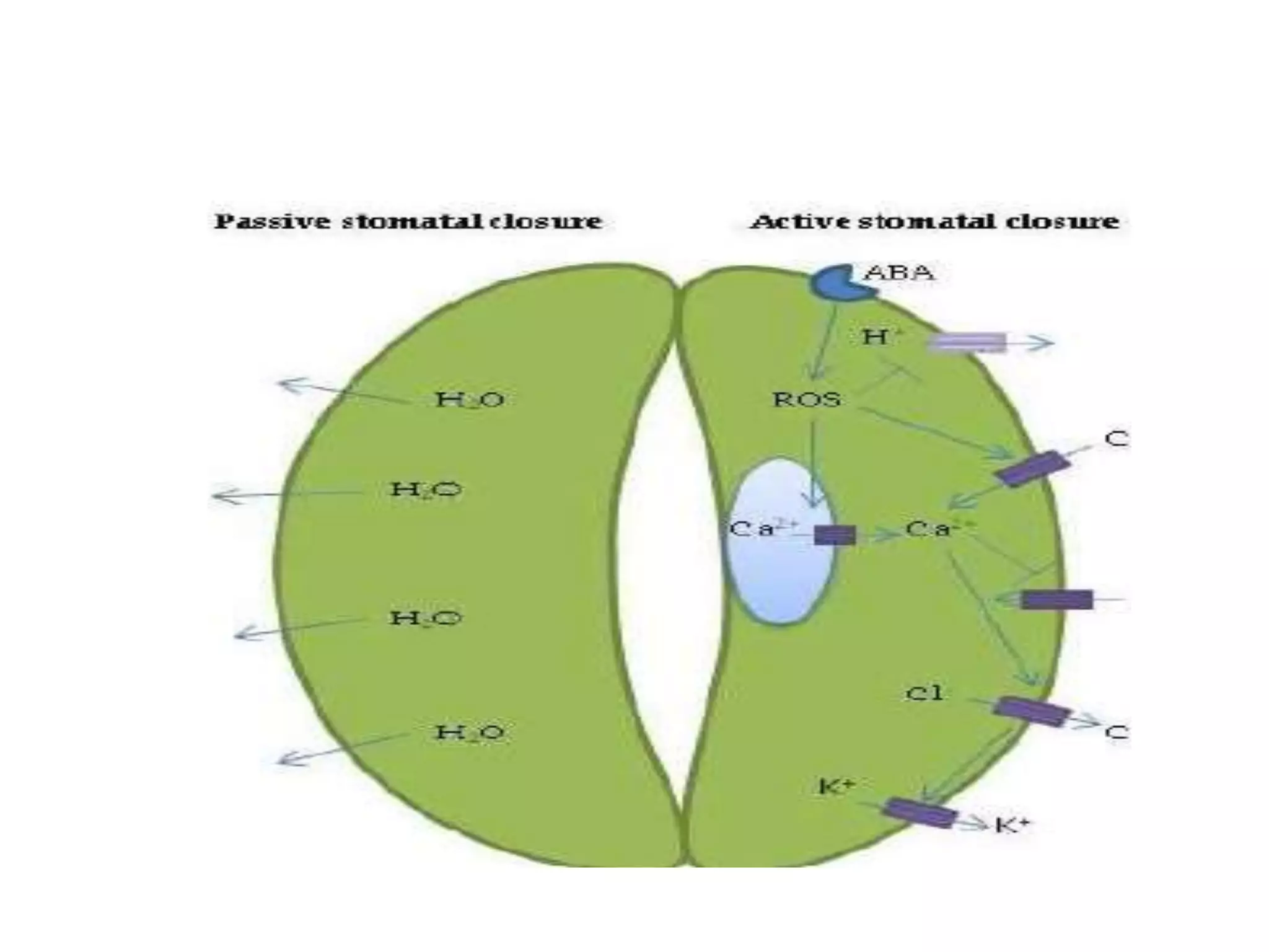 Stomatal movement | PPTX