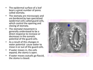 Stomatal movement | PPTX | Chemistry | Science