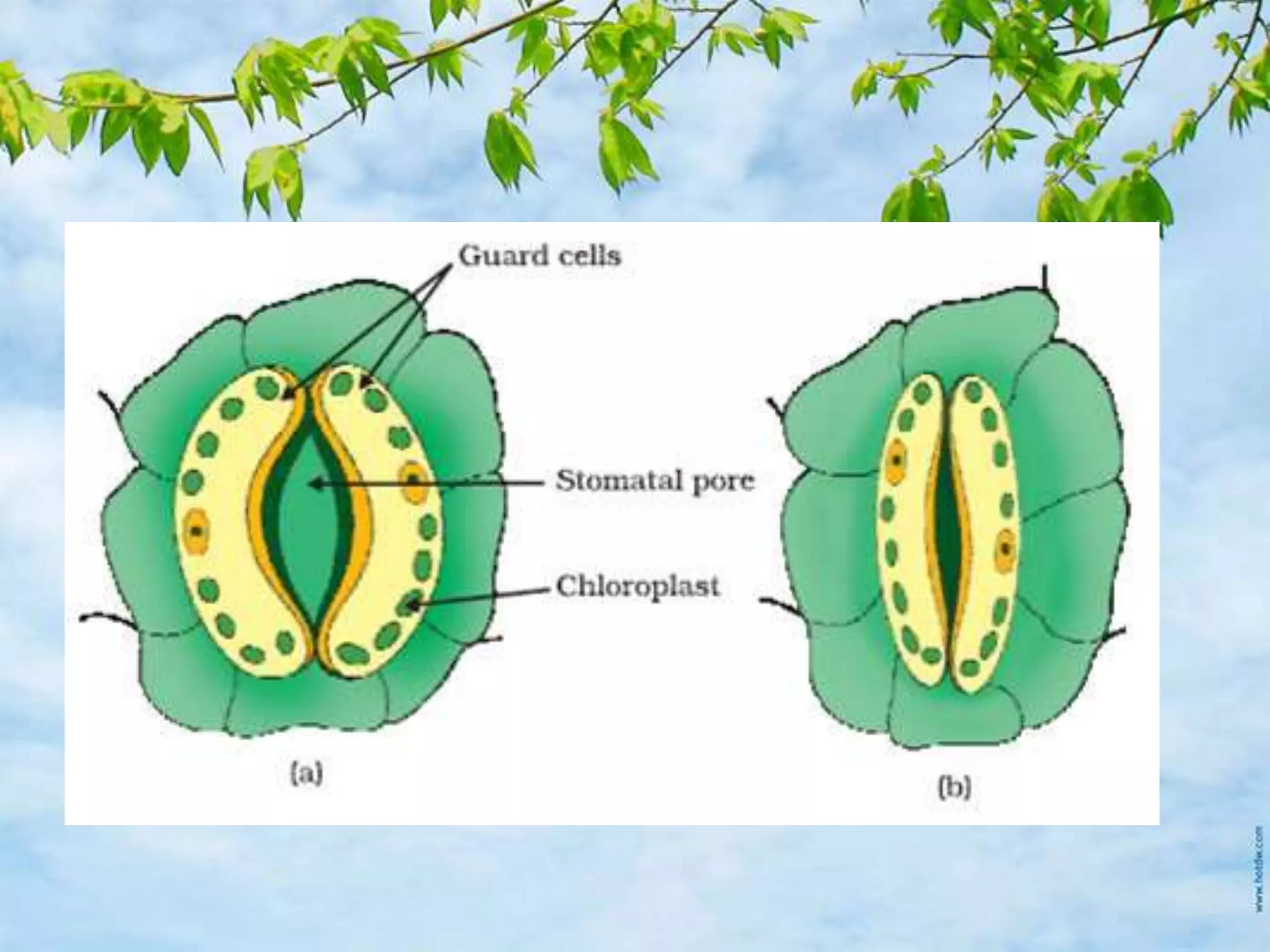 Stomatal movement in succulents copy | PPTX