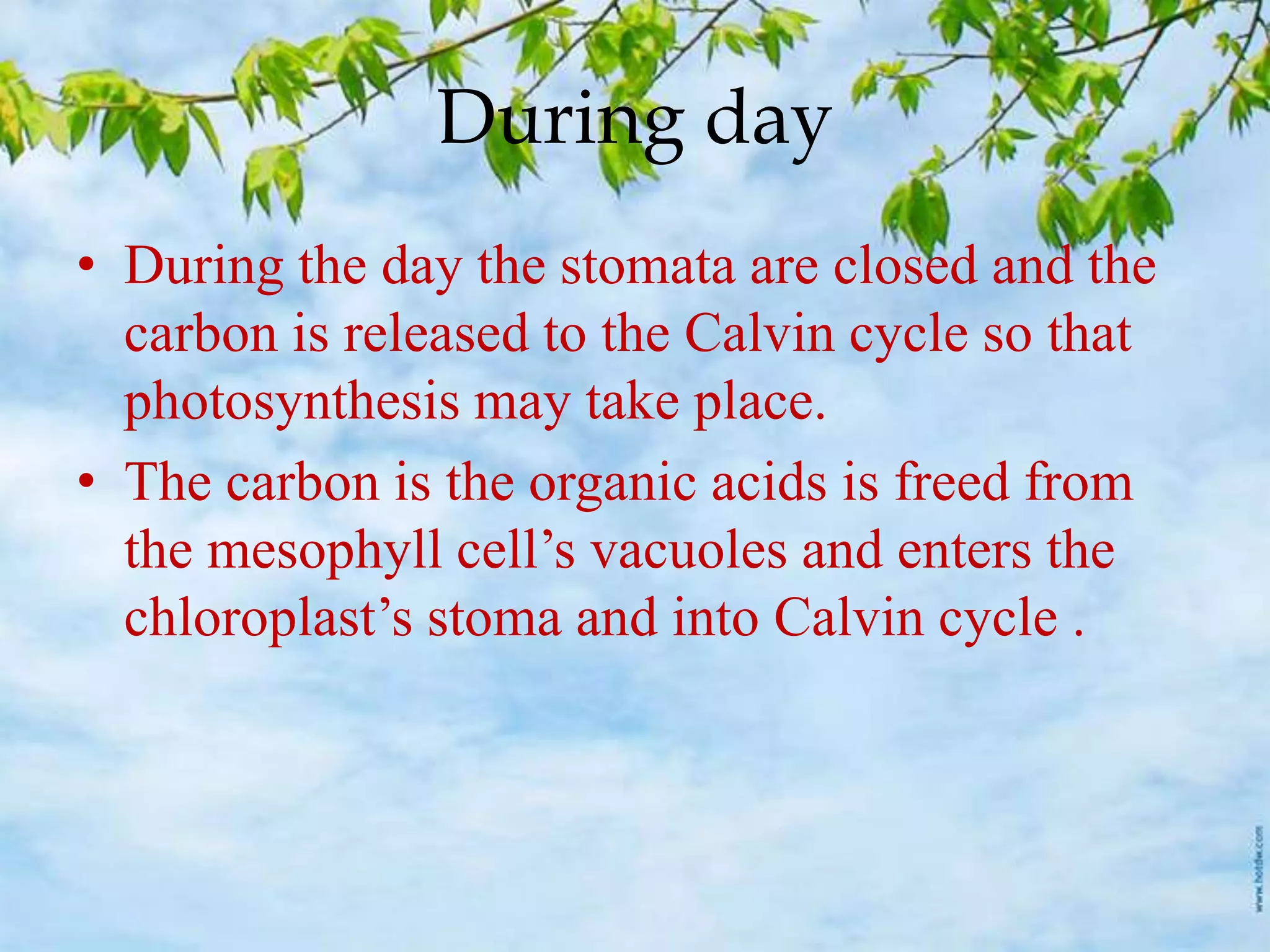 Stomatal movement in succulents copy | PPTX