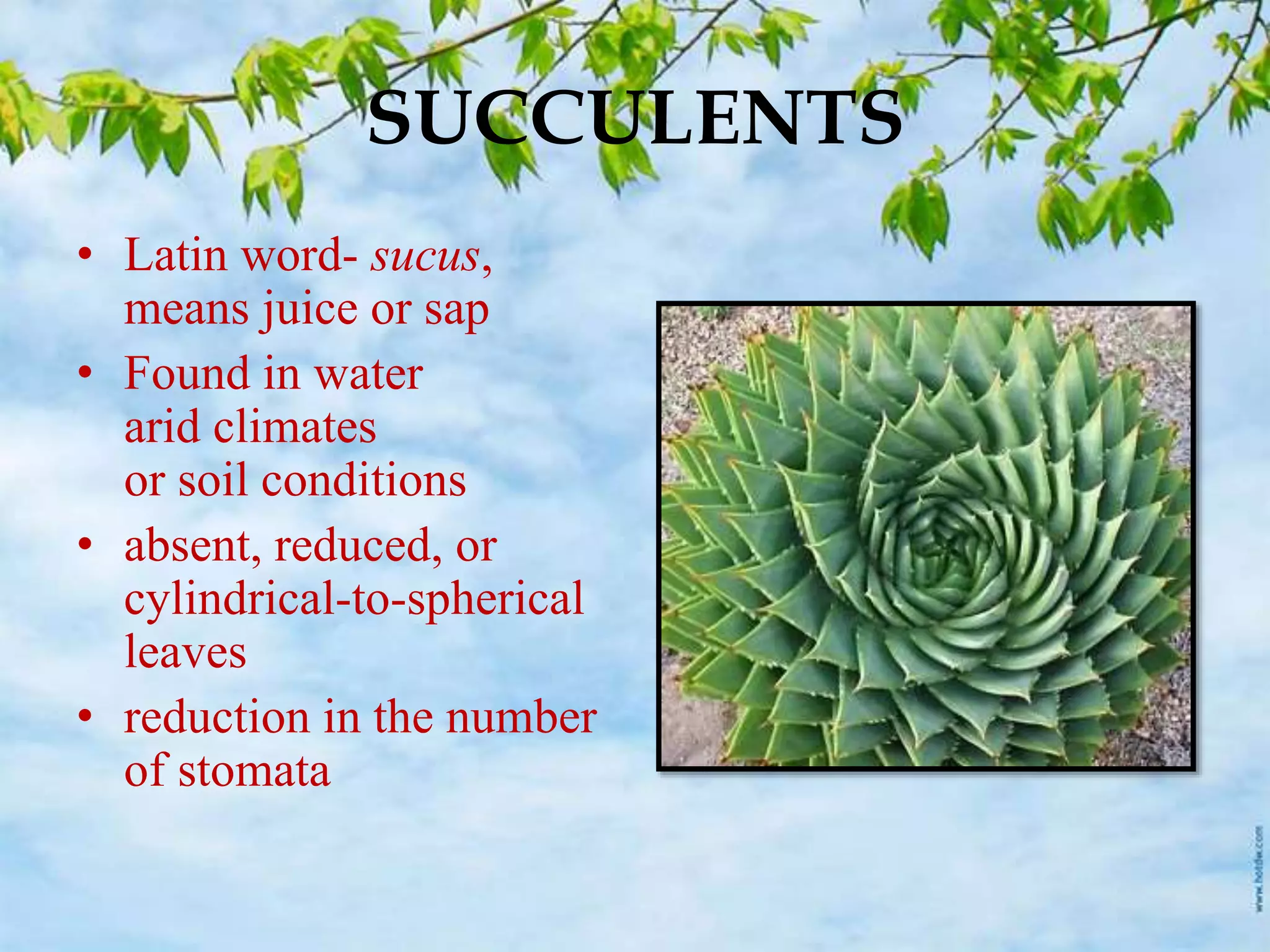 Stomatal movement in succulents copy | PPTX