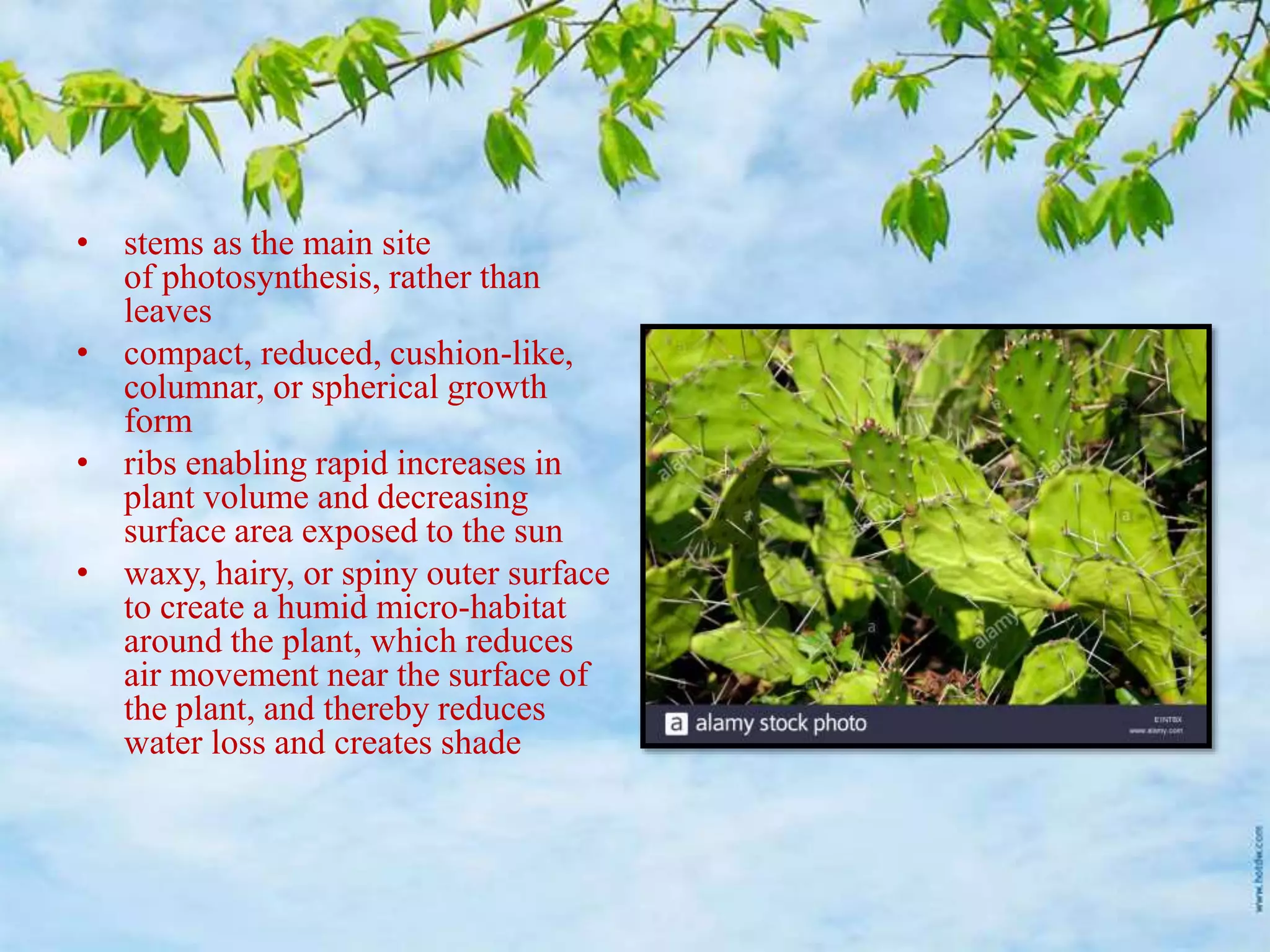 Stomatal movement in succulents copy | PPTX