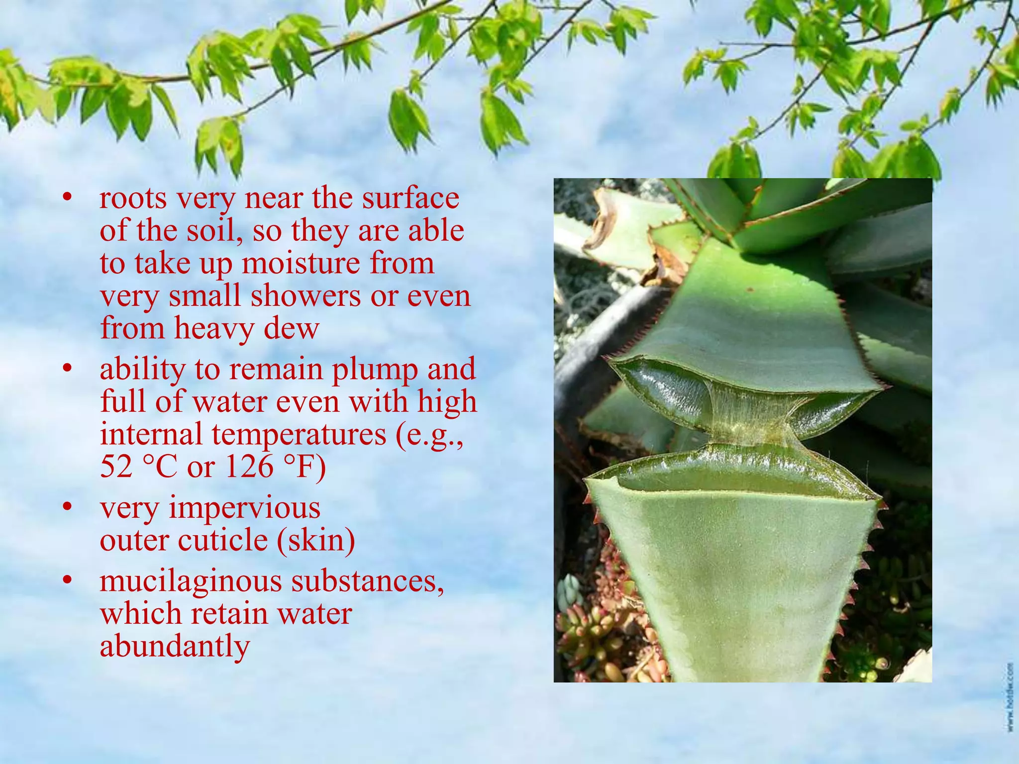 Stomatal movement in succulents copy | PPTX