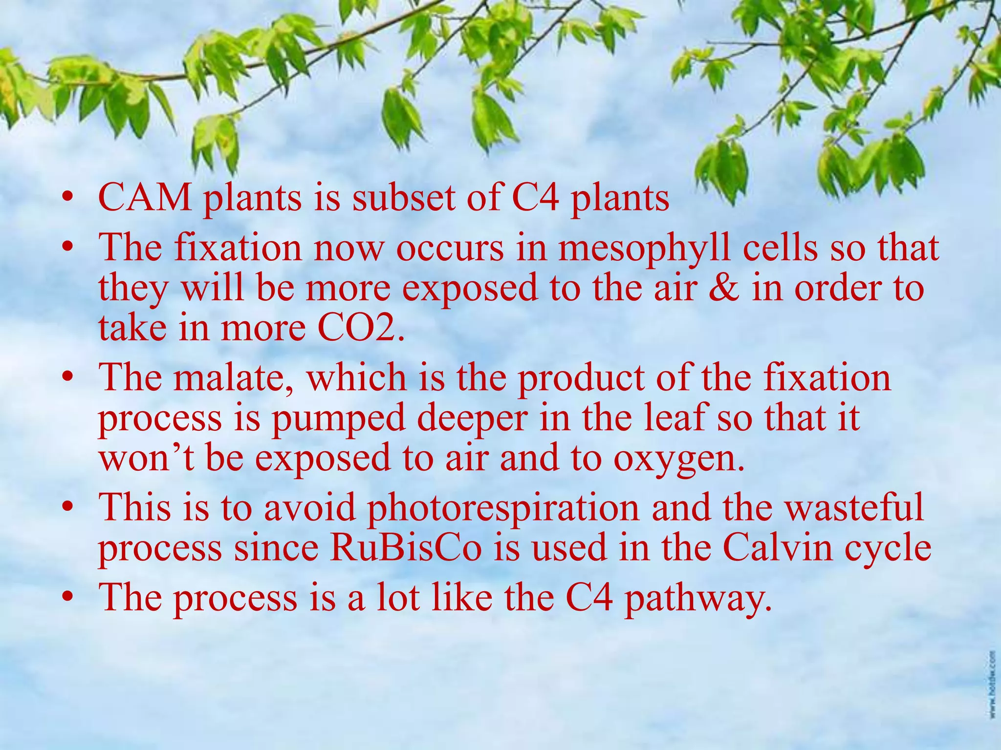 Stomatal movement in succulents copy | PPTX