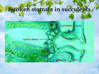 Stomatal movement in succulents copy | PPTX