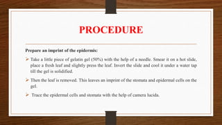 STOMATAL NUMBER.pdf