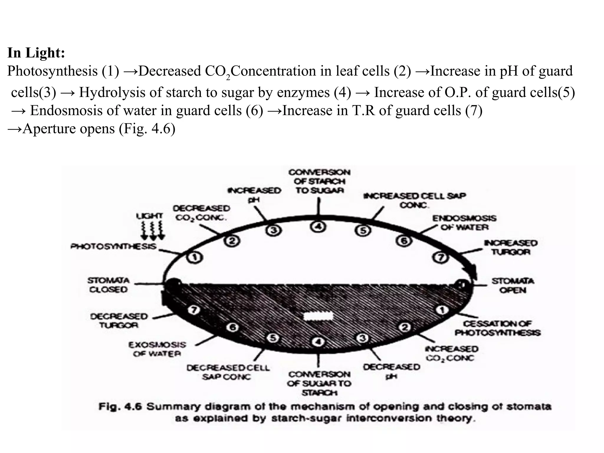 theories of stomatal opening | PPT