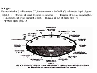theories of stomatal opening | PPT