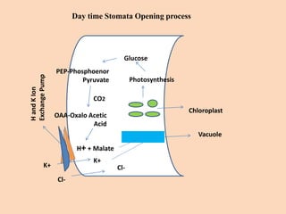Stomatal Physiology.pptx