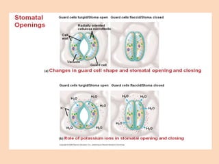 Stomatal Physiology.pptx