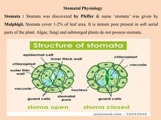 Stomatal Physiology.pptx