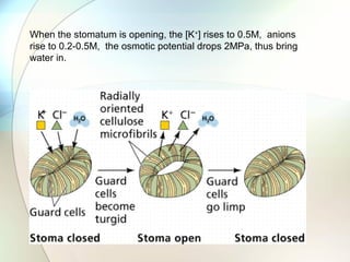 stomatalregulation-141211094949-conversion-gate01.pdf