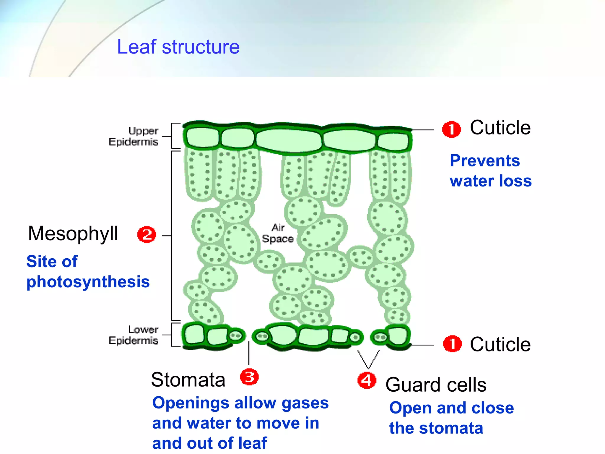 Stomatal regulation | PPT