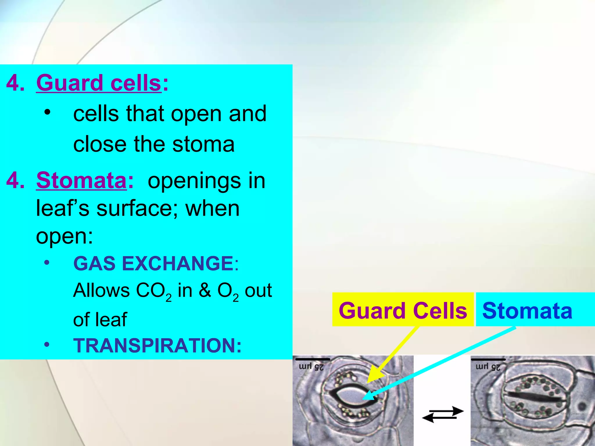 Stomatal regulation | PPT