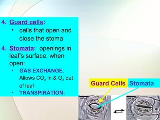 Stomatal regulation | PPT