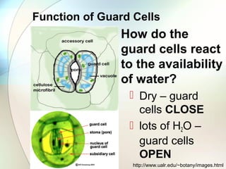 Guard Cells Slide