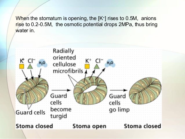 Stomatal regulation