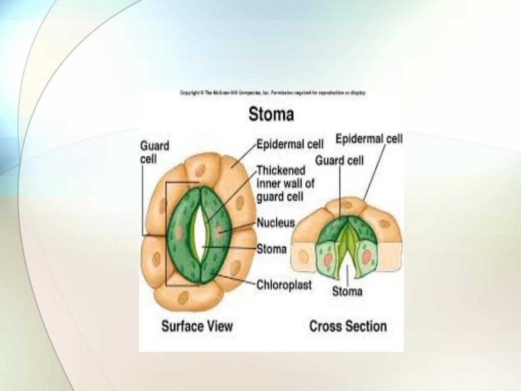Stomatal regulation