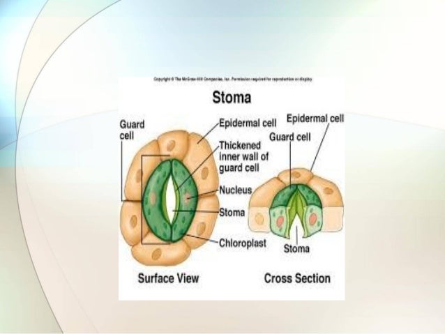 Stomatal regulation