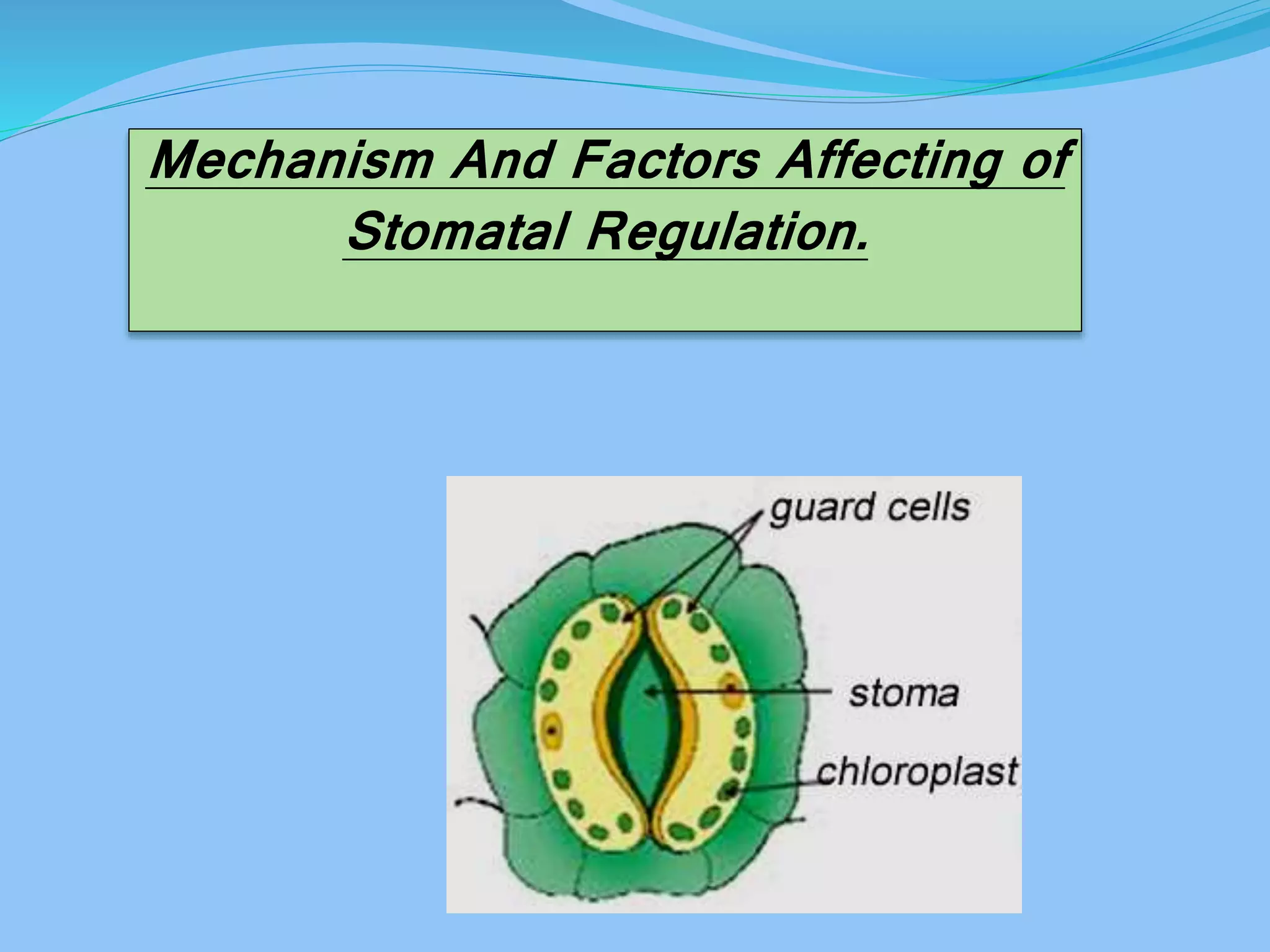 Mechanism and factors affecting on Stomatal regulation | PPT