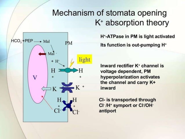 Mechanism and factors affecting on Stomatal regulation | PPTX