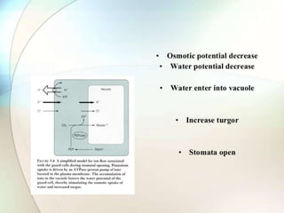 Mechanism and factors affecting on Stomatal regulation | PPTX