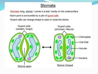 Mechanism and factors affecting on Stomatal regulation | PPTX