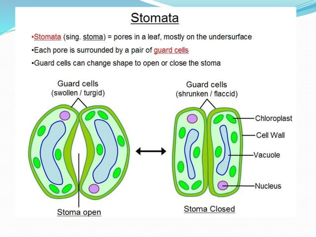 Mechanism and factors affecting on Stomatal regulation | PPTX