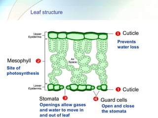 Mechanism and factors affecting on Stomatal regulation | PPTX