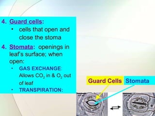 Mechanism and factors affecting on Stomatal regulation | PPTX