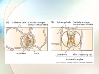 Mechanism and factors affecting on Stomatal regulation | PPTX