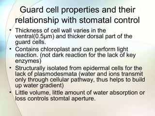 Mechanism and factors affecting on Stomatal regulation | PPT