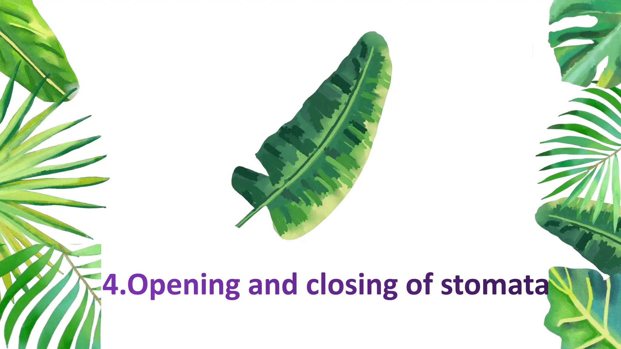 STOMATAL REGULATION (M.SC PRE.)don't copy only for your knowledge.pptx