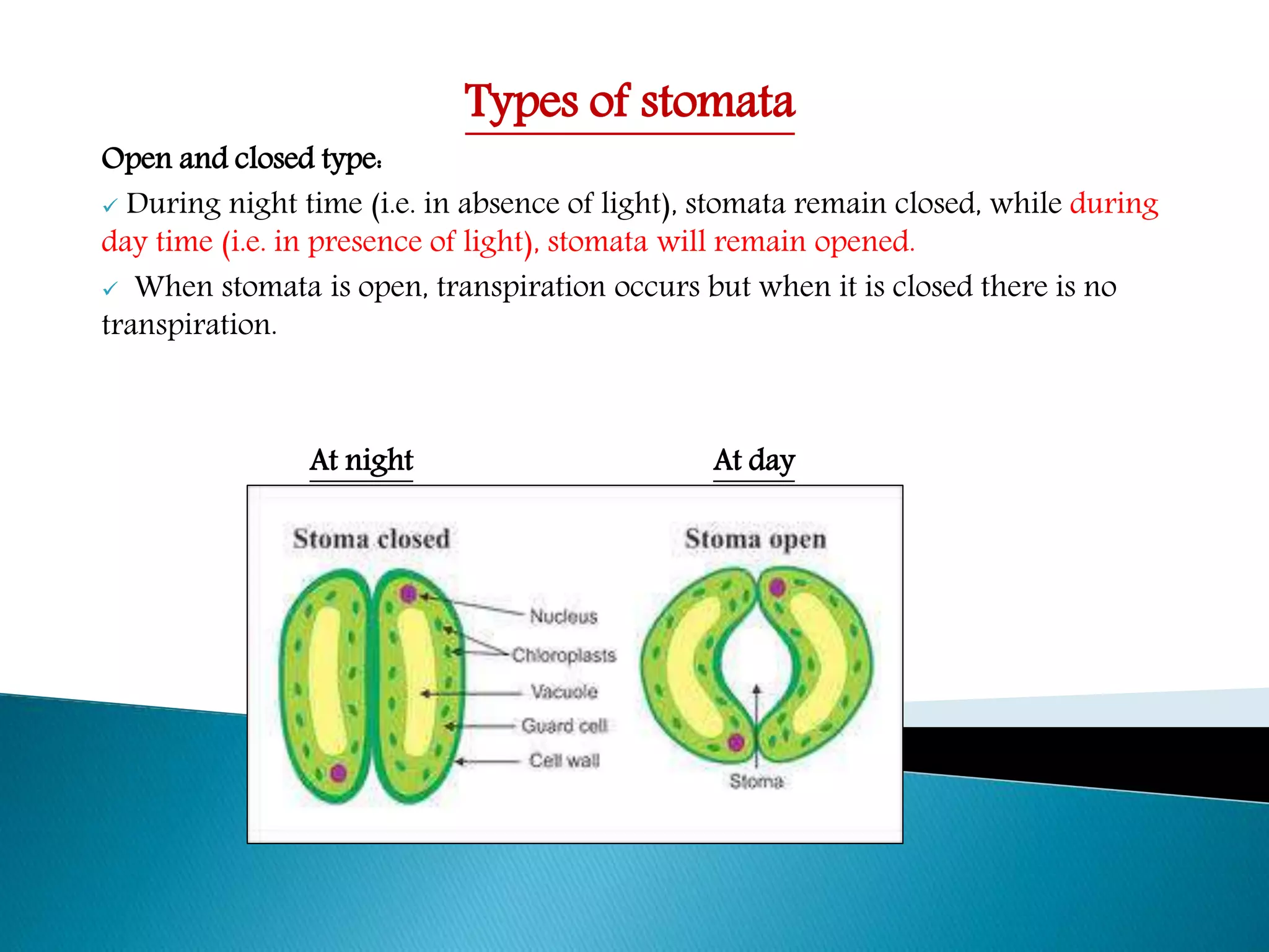Stomata ppt | PPTX
