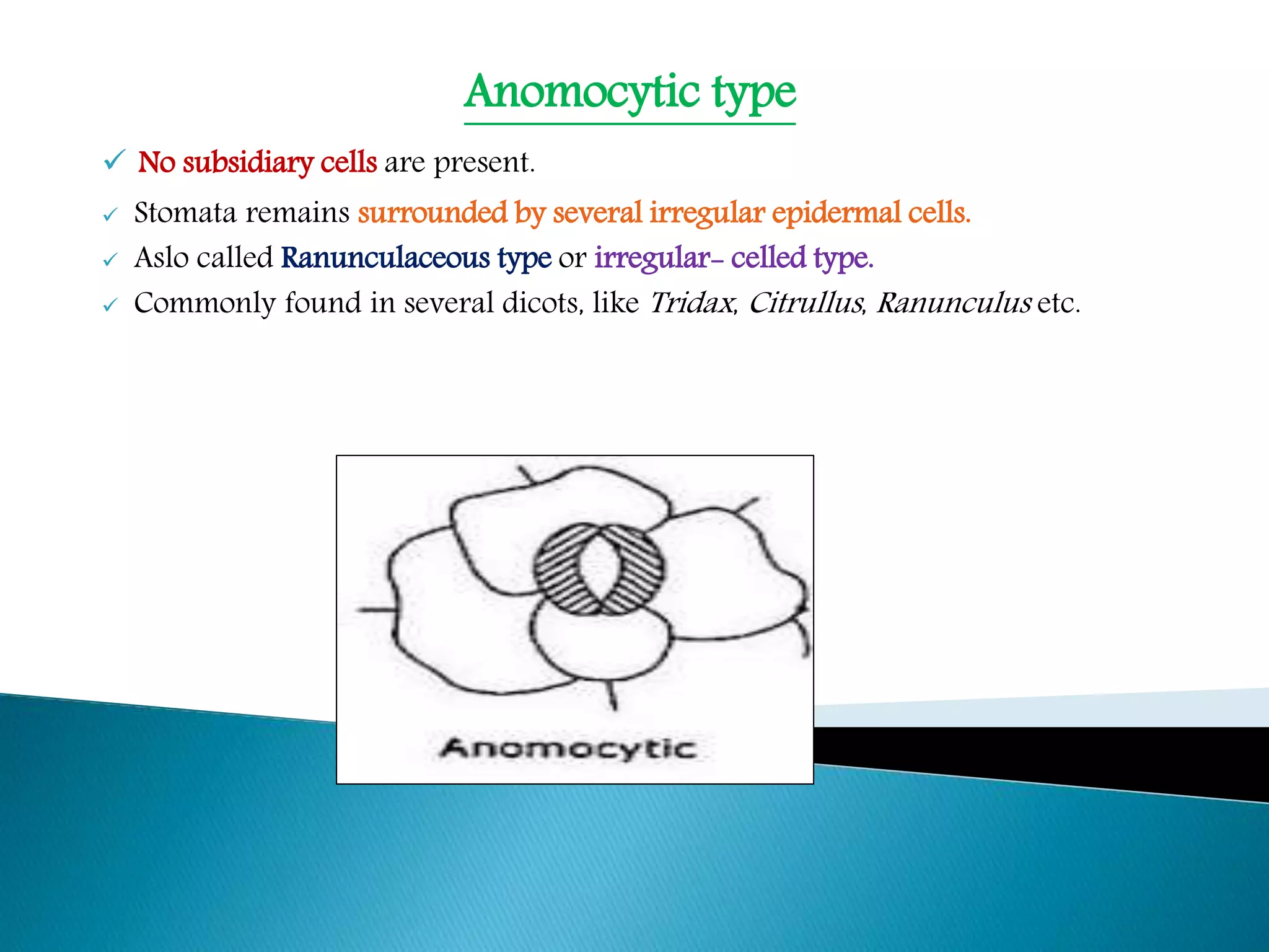Stomata ppt | PPTX