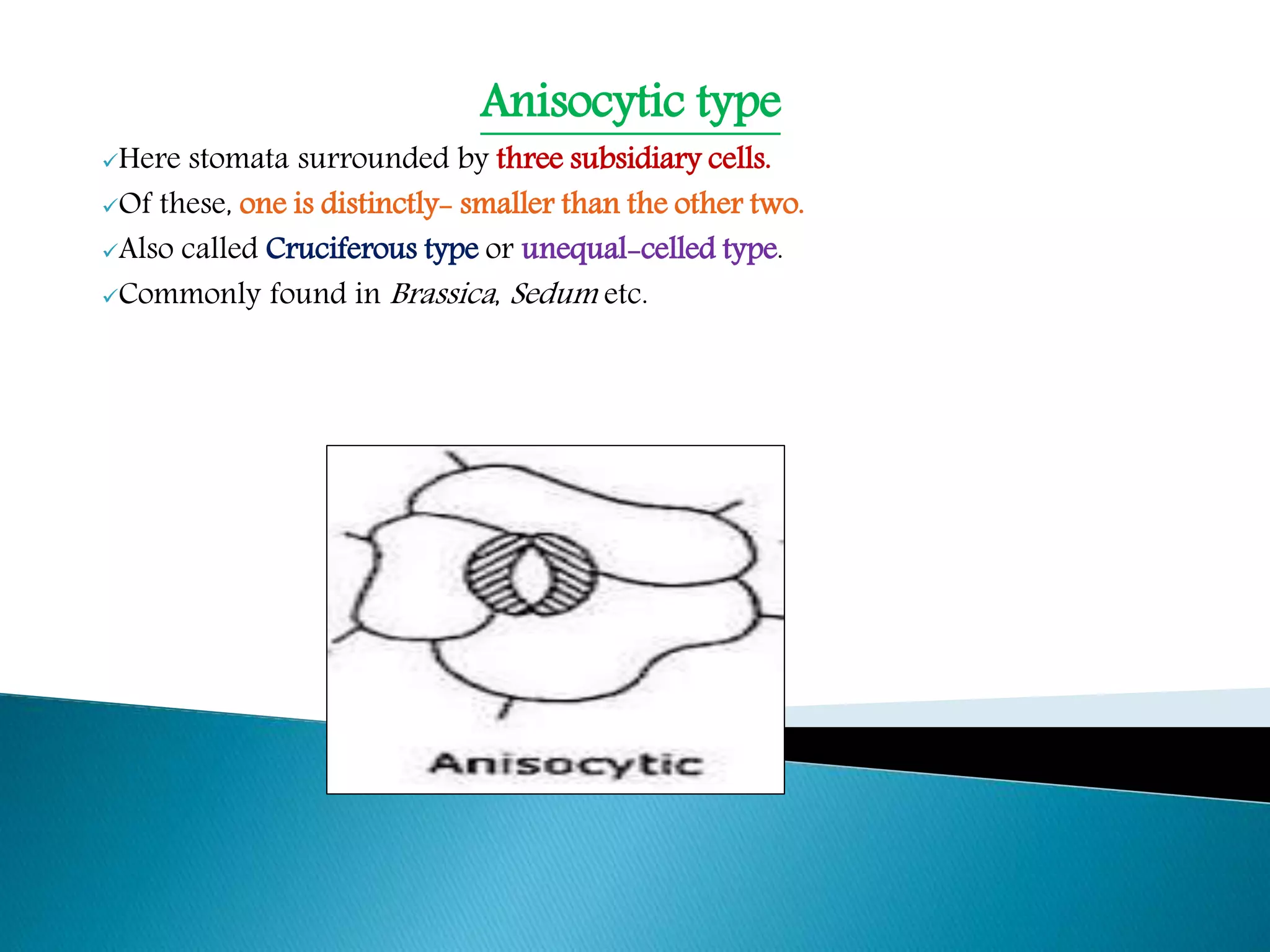 Stomata ppt | PPTX