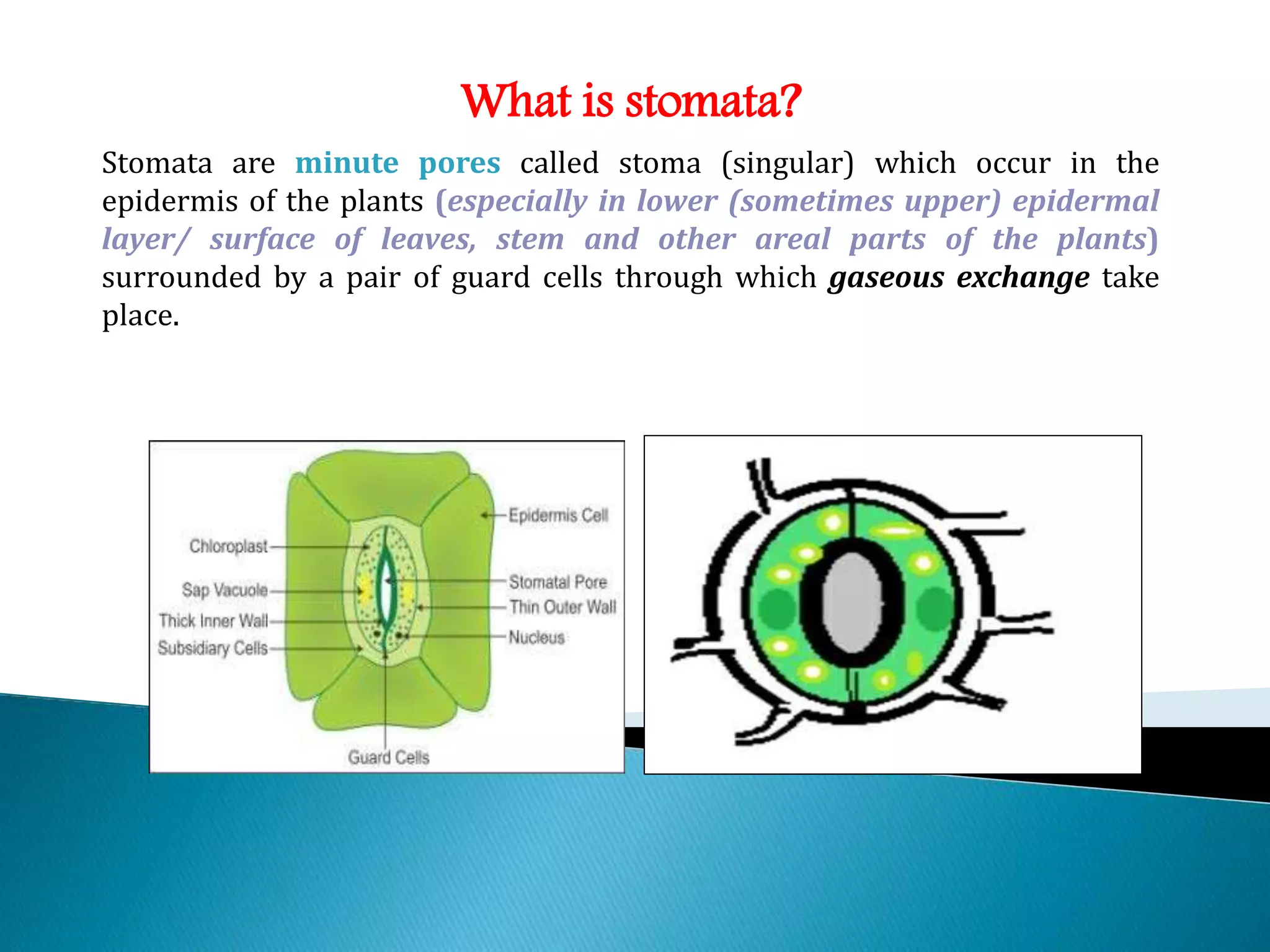Stomata ppt | PPT