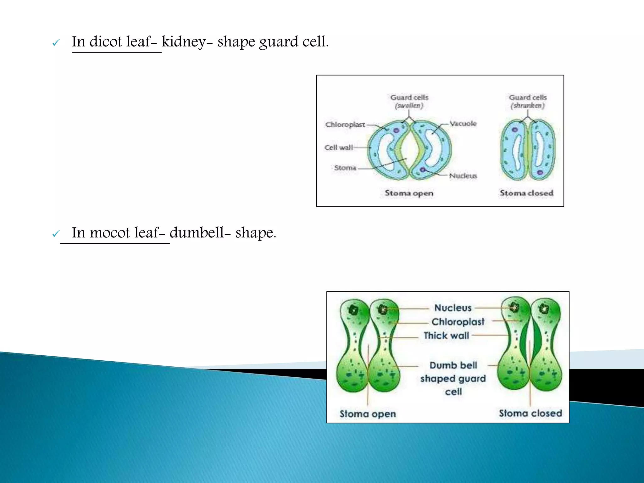 Stomata ppt | PPTX
