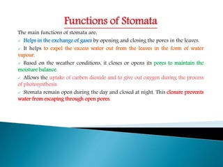 Stomata ppt | PPTX