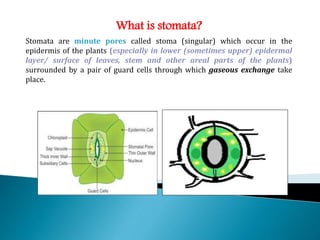 Stomata ppt | PPTX