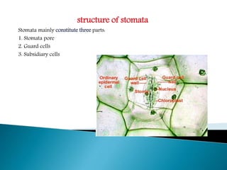 Stomata ppt | PPTX